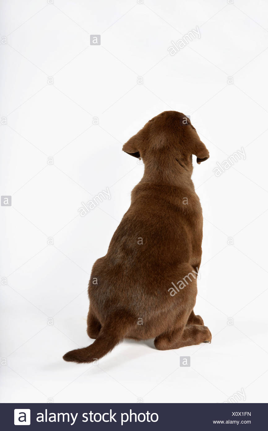 Labrador Retriever Dog Sitting Back Stock Photos & Labrador Retriever ...