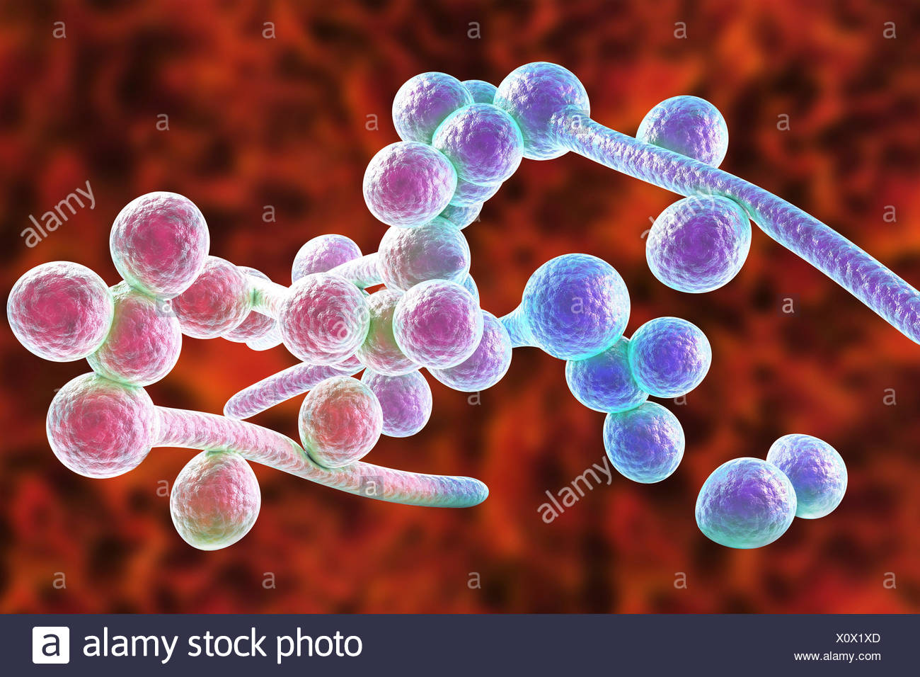 Respiratory Cycle High Resolution Stock Photography and Images - Alamy