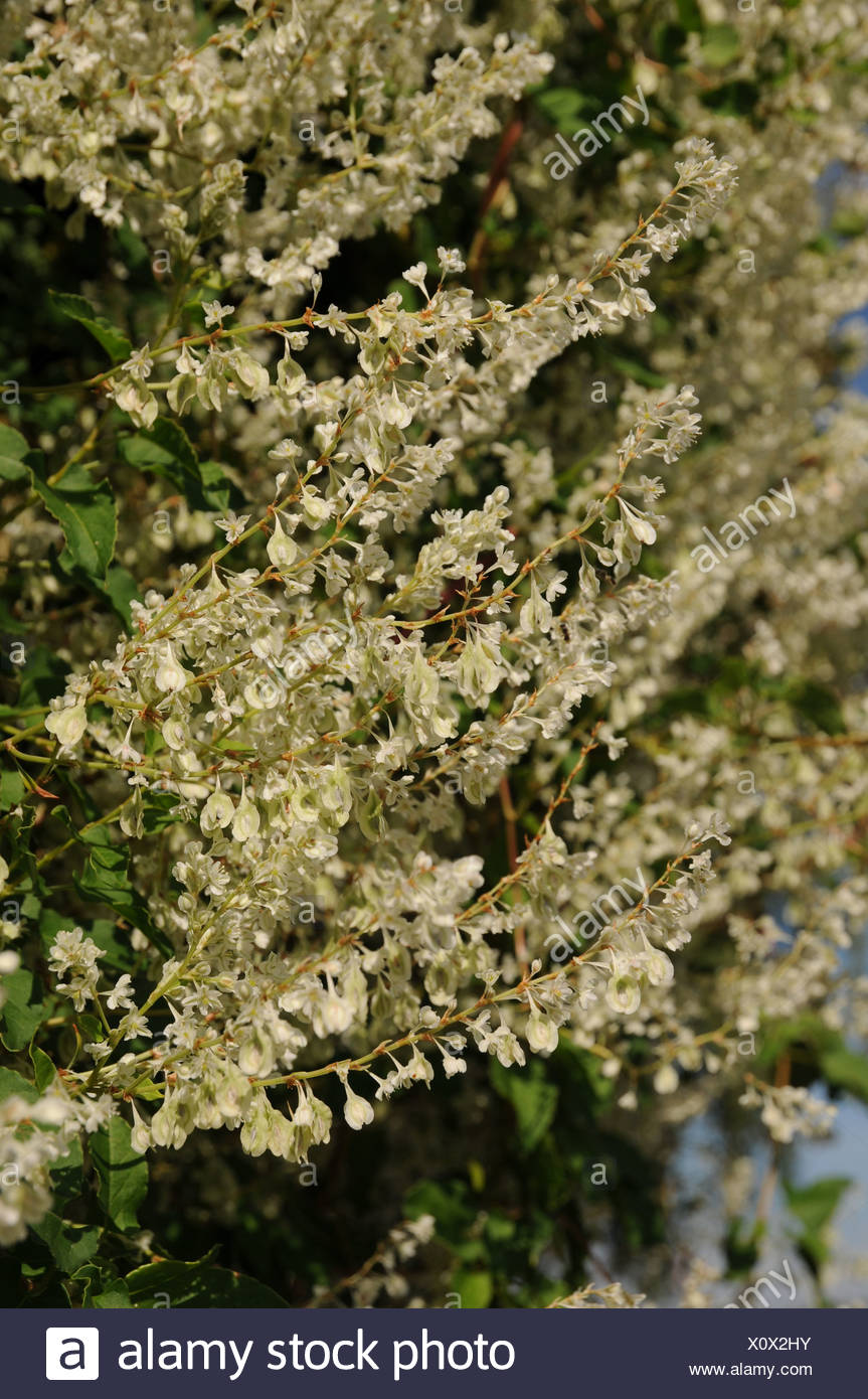 Fallopia Baldschuanica Russian Vine High Resolution Stock Photography ...