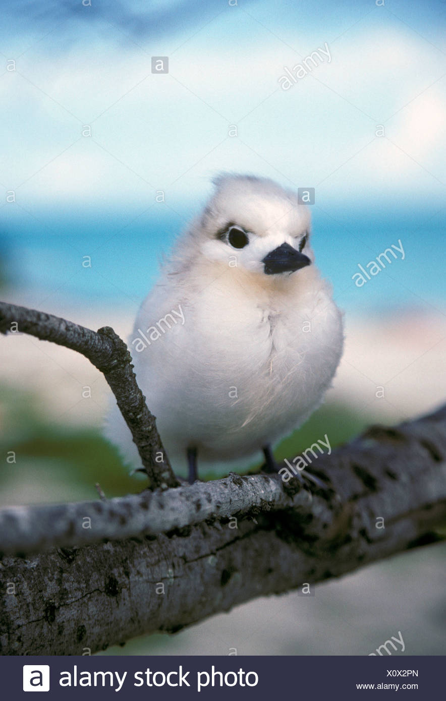 Manu O Ku High Resolution Stock Photography and Images - Alamy