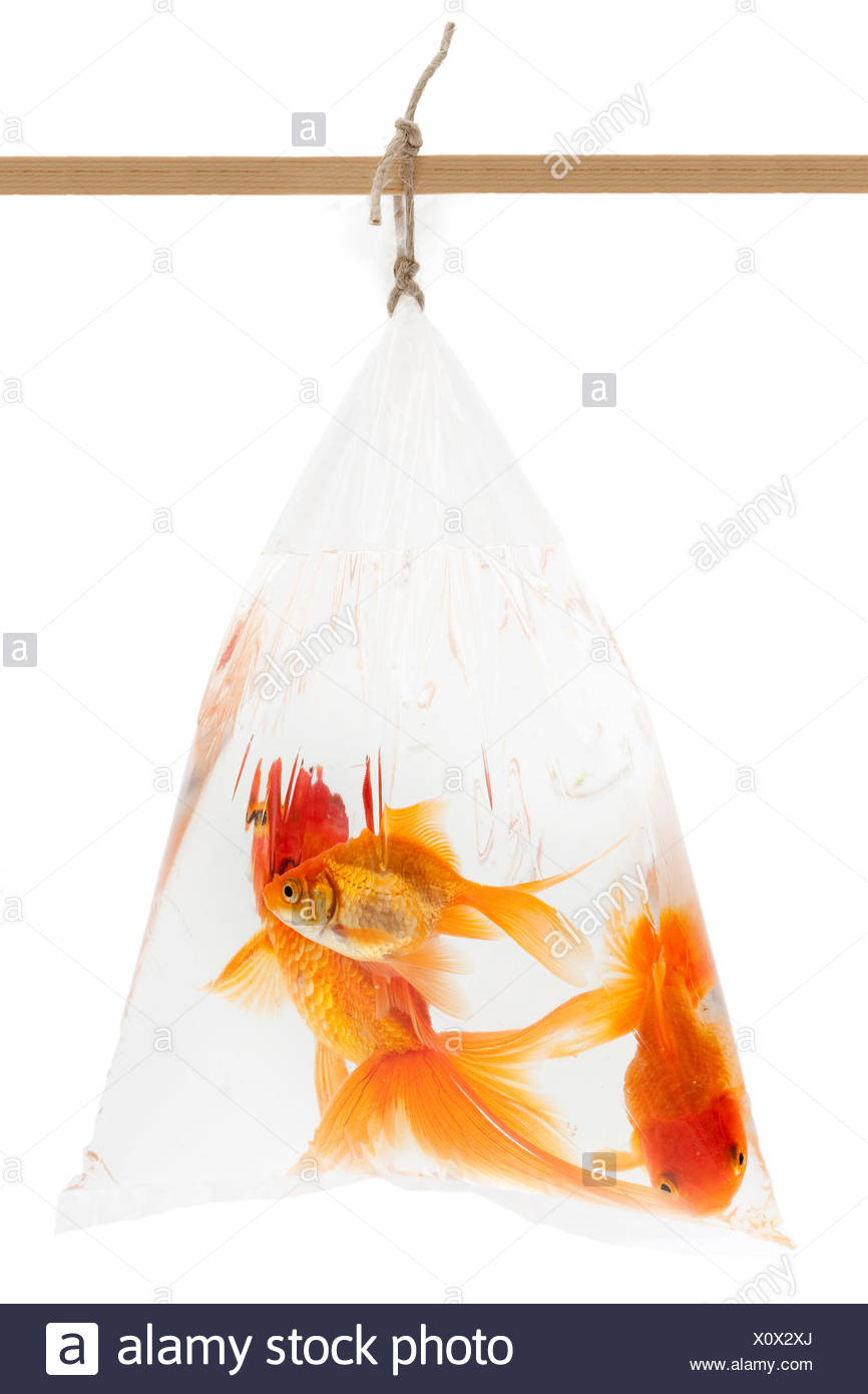 Gold Fish In Aquarium High Resolution Stock Photography and Images - Alamy