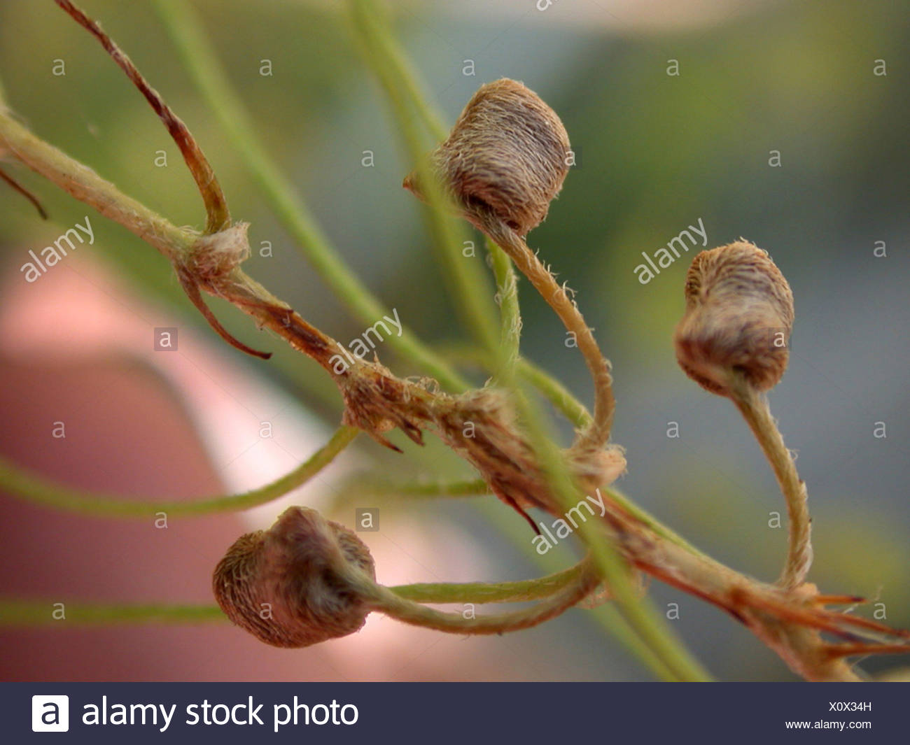 Native Egyptian High Resolution Stock Photography and Images - Alamy