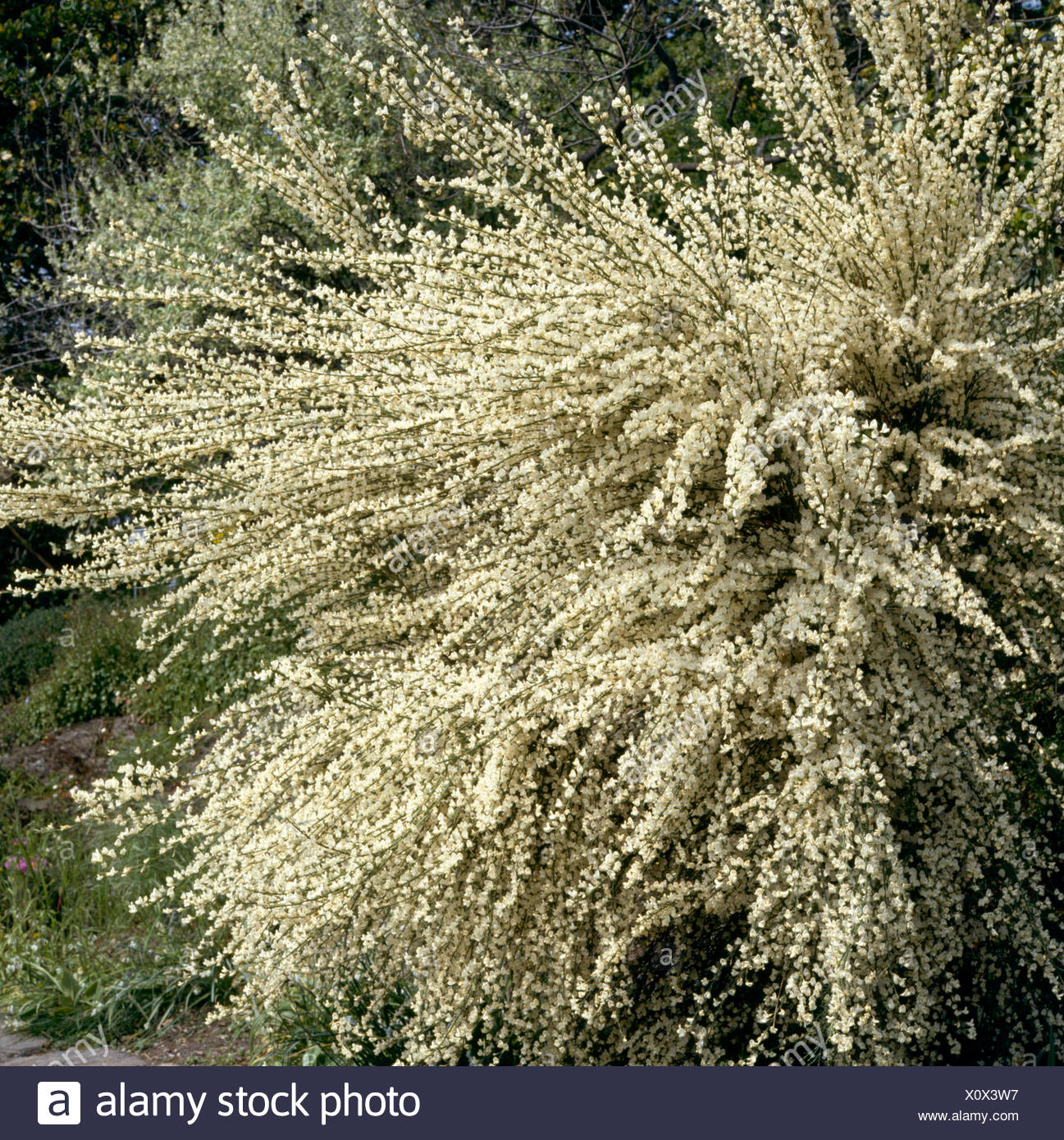 Cytisus X Praecox High Resolution Stock Photography and Images - Alamy