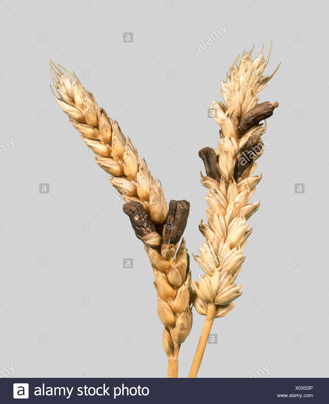 Ergot Sclerotia High Resolution Stock Photography and Images - Alamy
