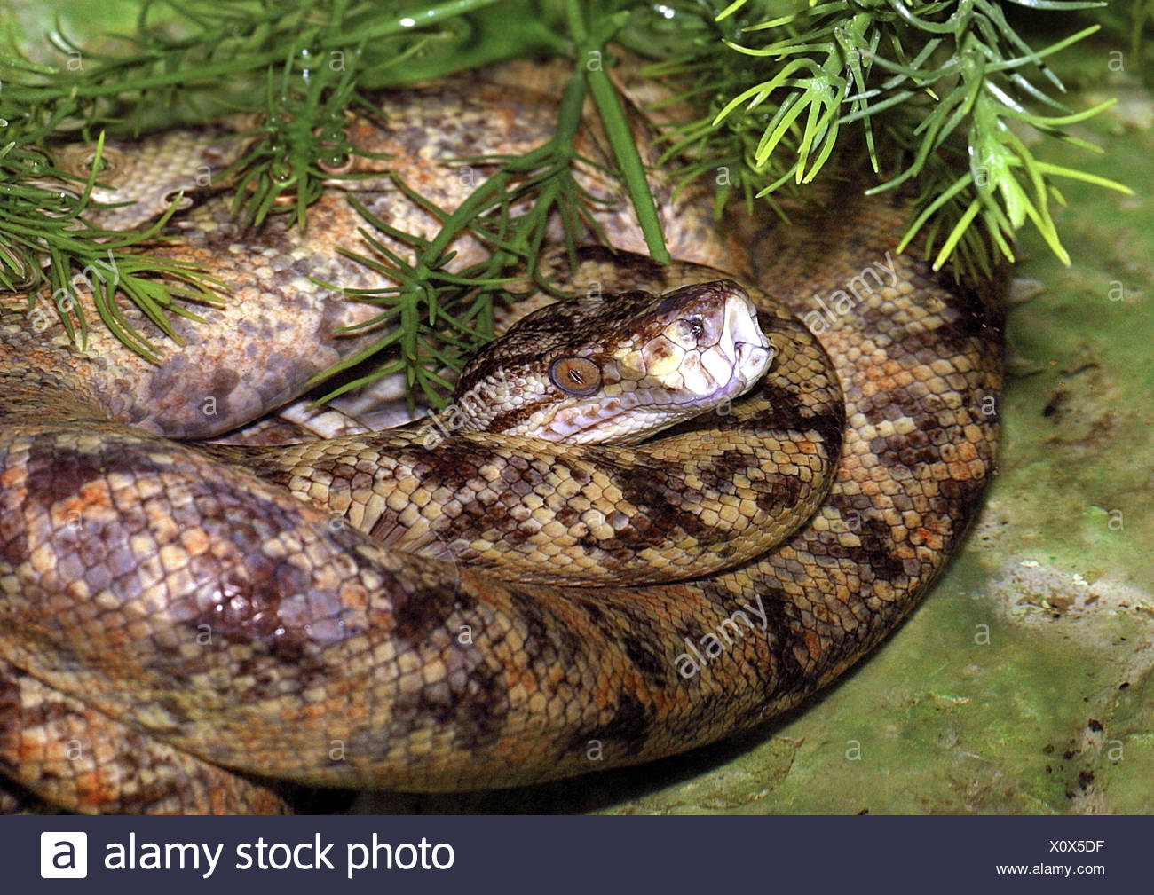 Amazon Tree Boa Corallus Enydris High Resolution Stock Photography and ...