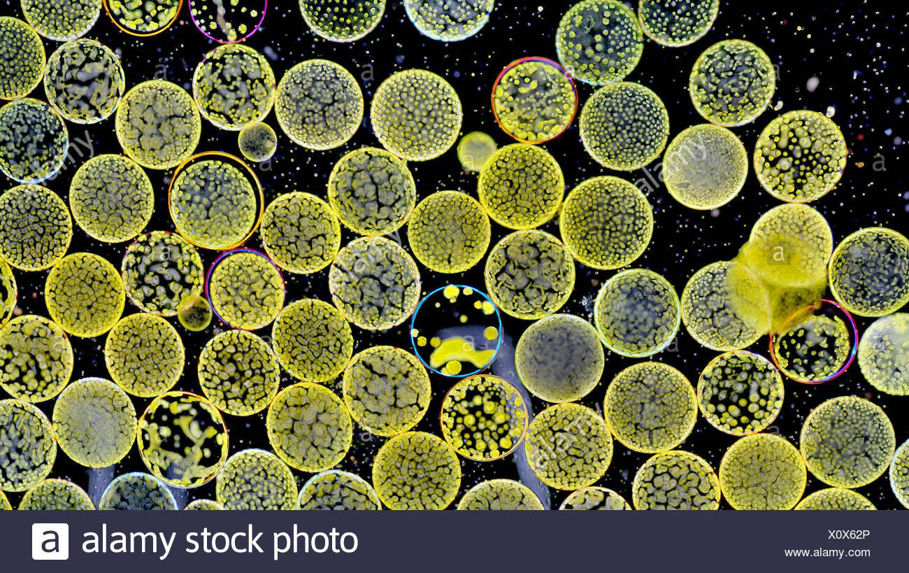 Single Celled Algae Stock Photos & Single Celled Algae Stock Images - Alamy