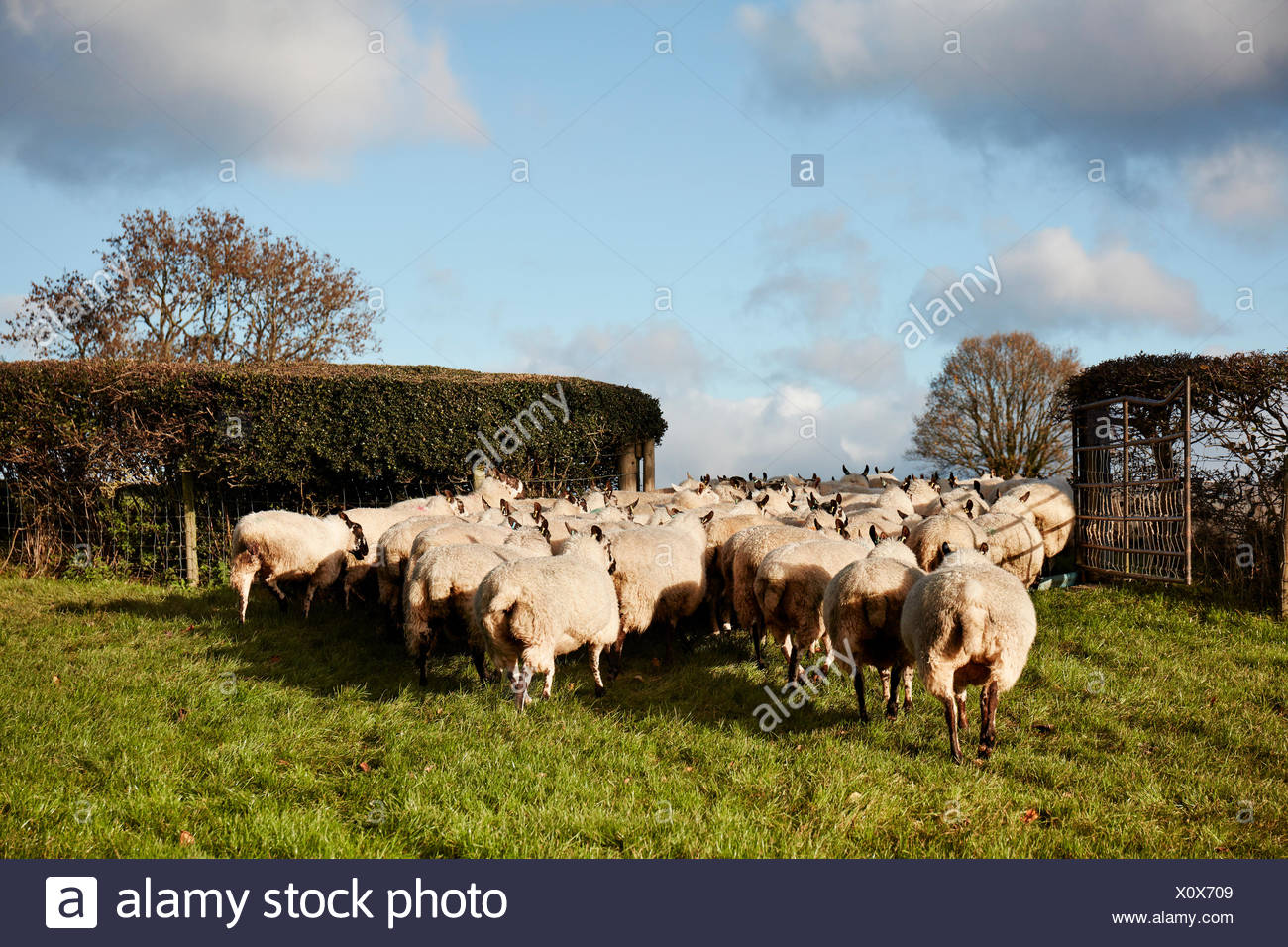 Sheep Herding Wales High Resolution Stock Photography and Images - Alamy