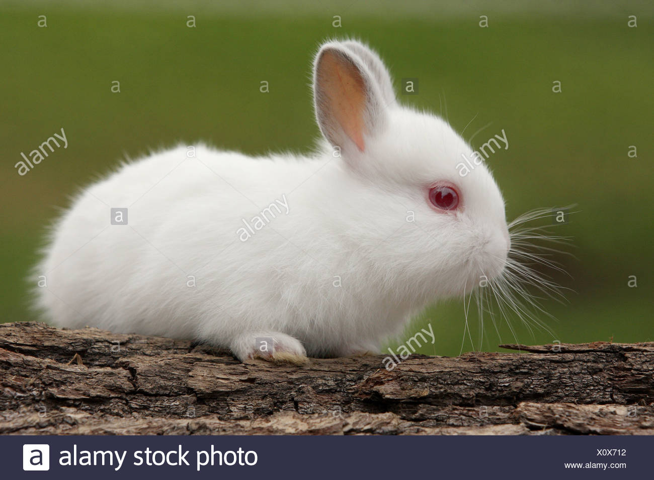 Rabbit Profile High Resolution Stock Photography and Images - Alamy