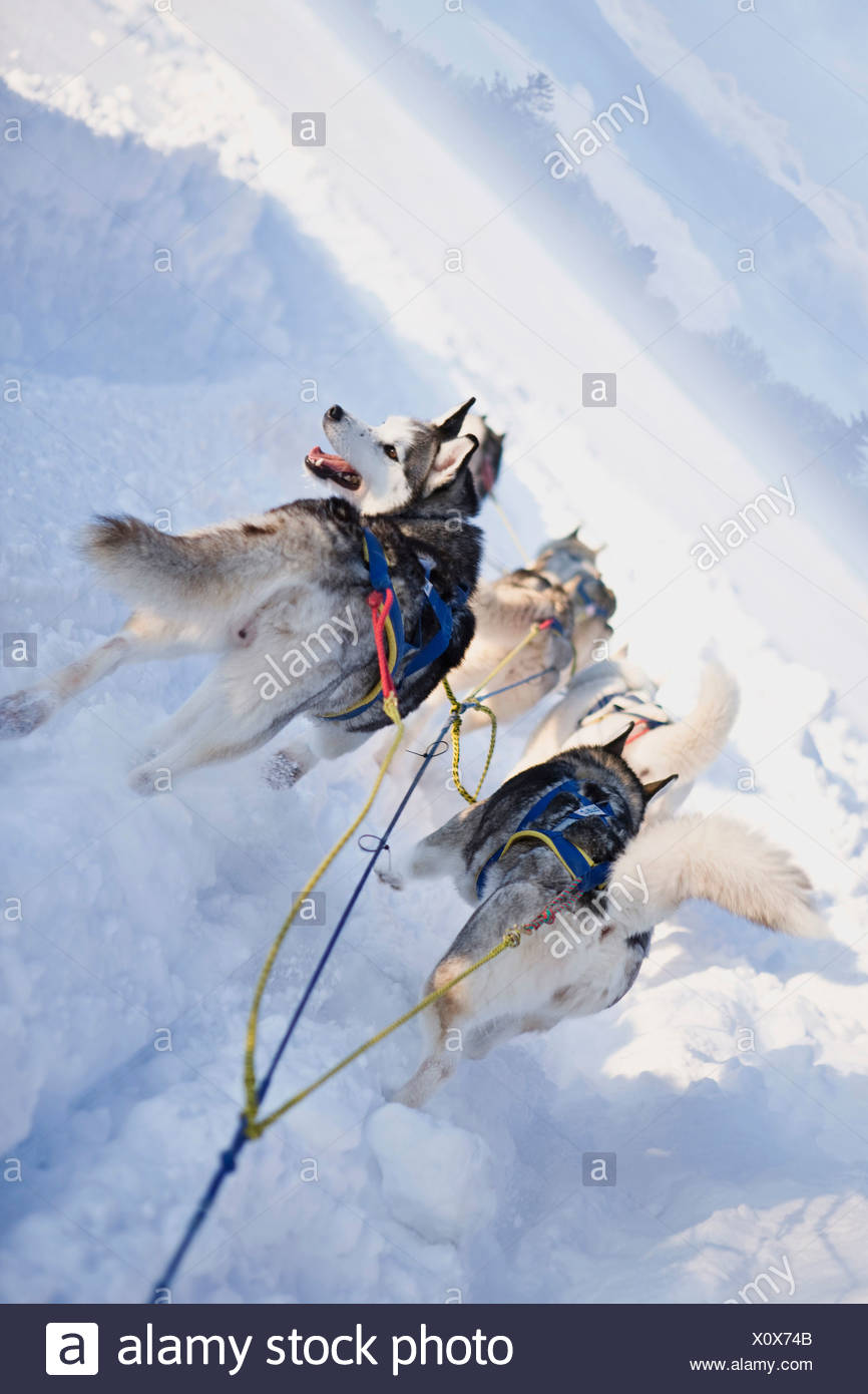 Sled Dog Stock Photos & Sled Dog Stock Images - Alamy