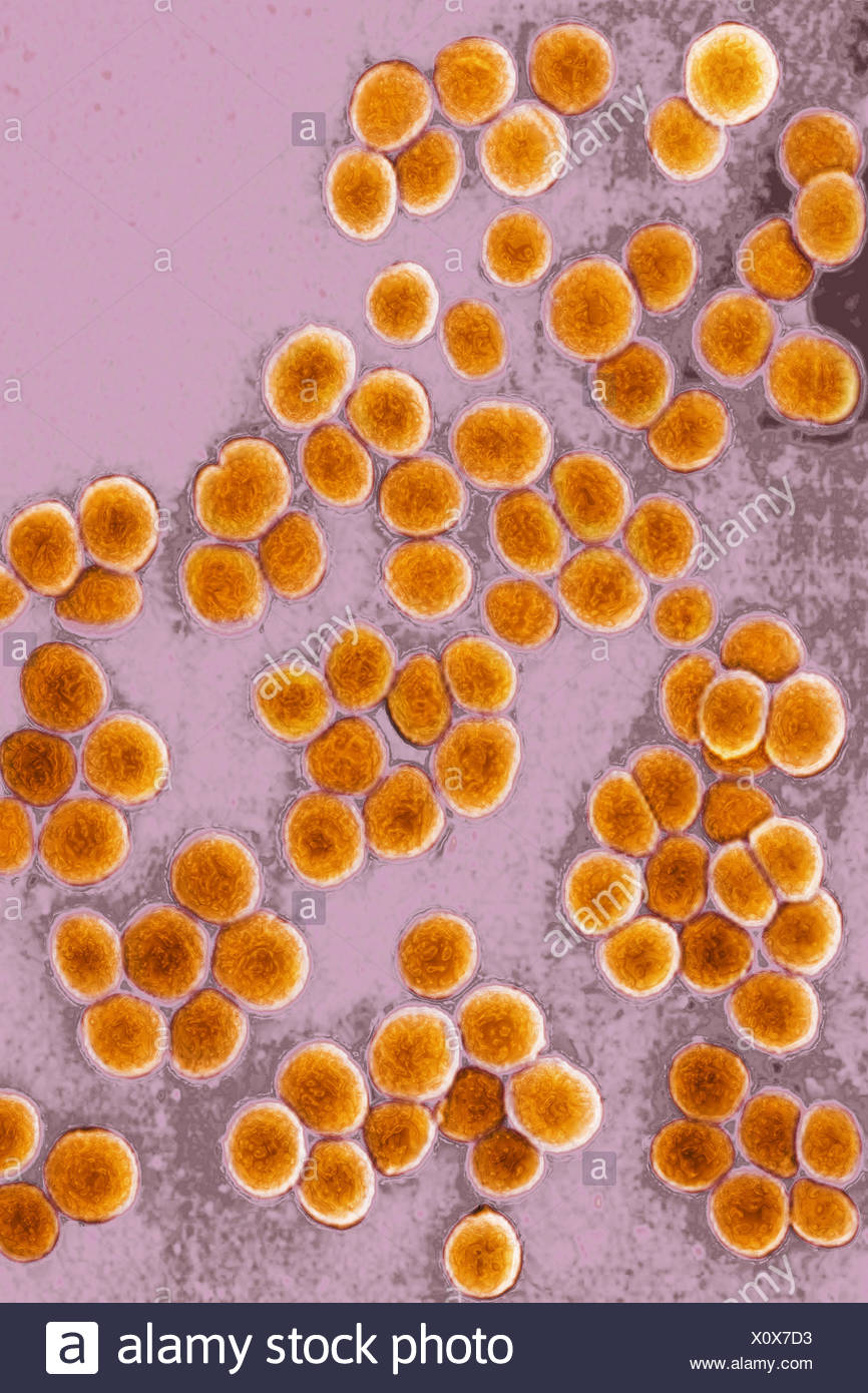 Staphylococcus Aureus Bacteria Stock Photos & Staphylococcus Aureus ...