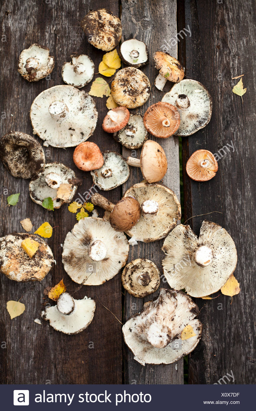 Organic Mushrooms Stock Photos & Organic Mushrooms Stock Images - Alamy