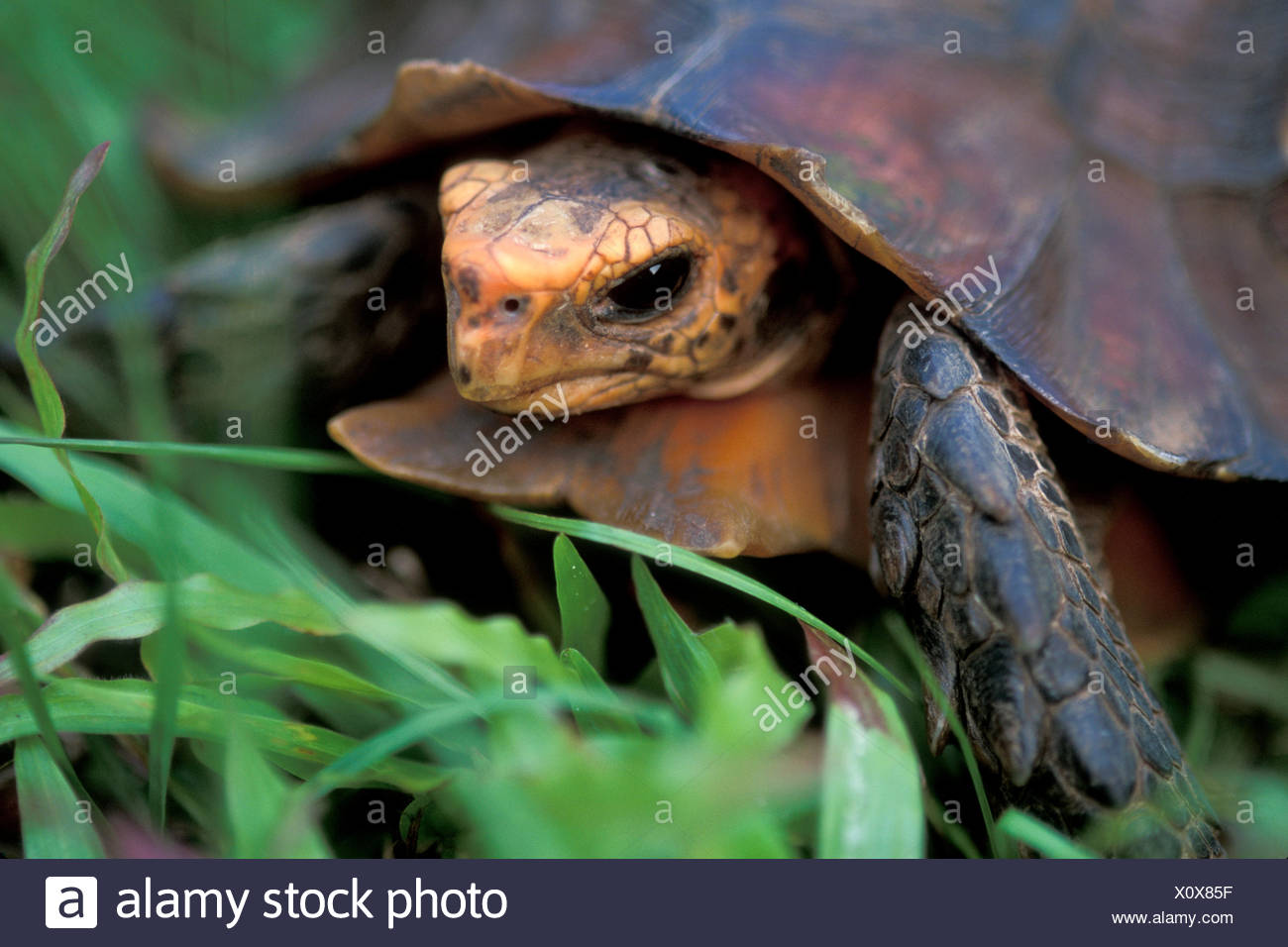 Tortoise Stock Photos & Tortoise Stock Images - Alamy