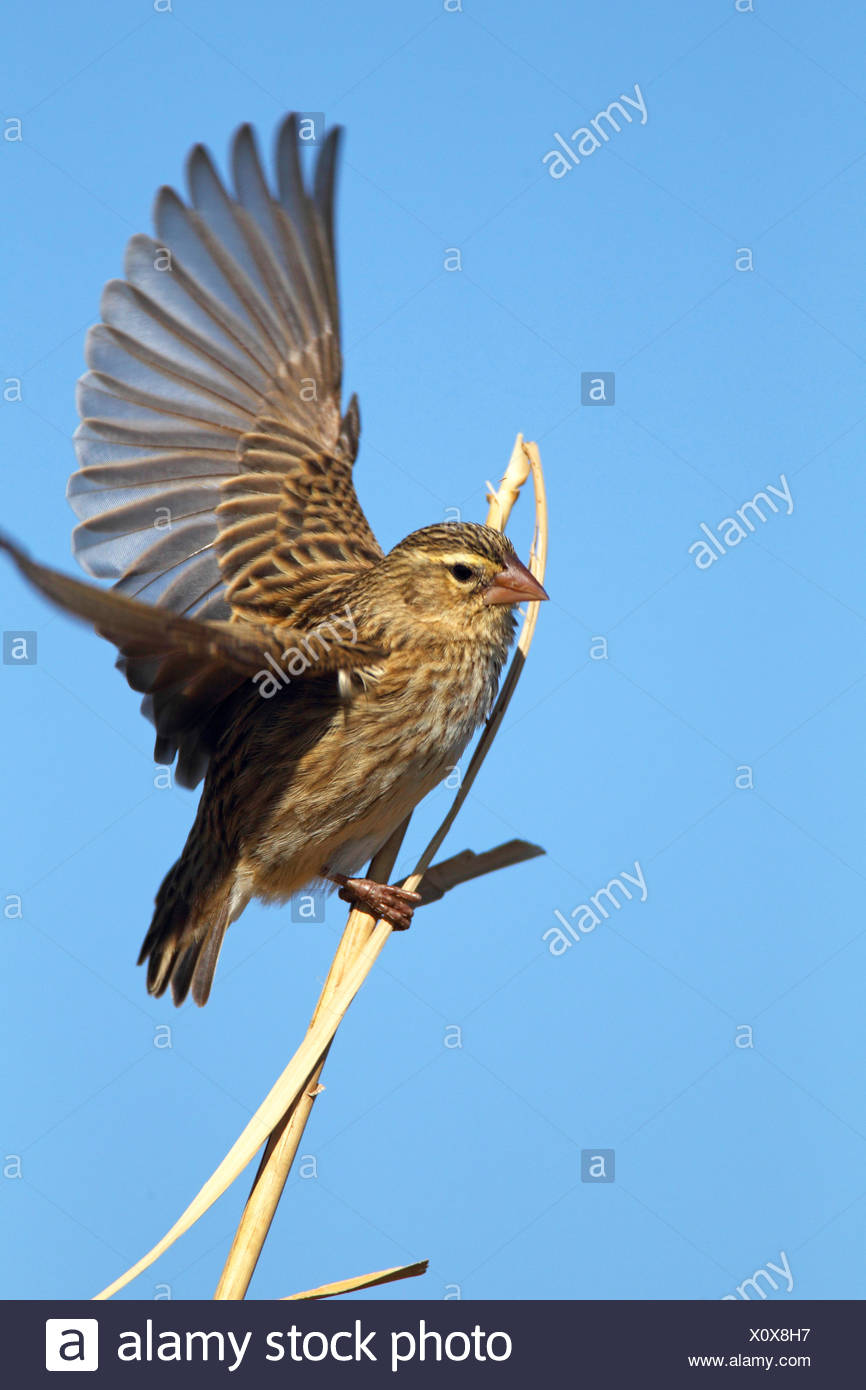 Red Billed Quelea Quelea Quelea Female High Resolution Stock ...