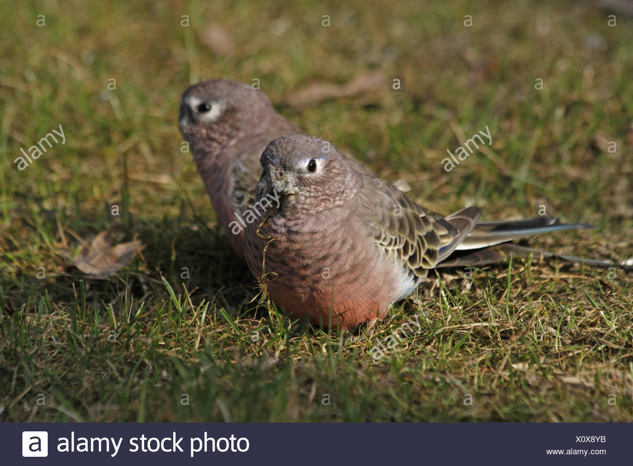 Bourke's Parakeet High Resolution Stock Photography and Images - Alamy