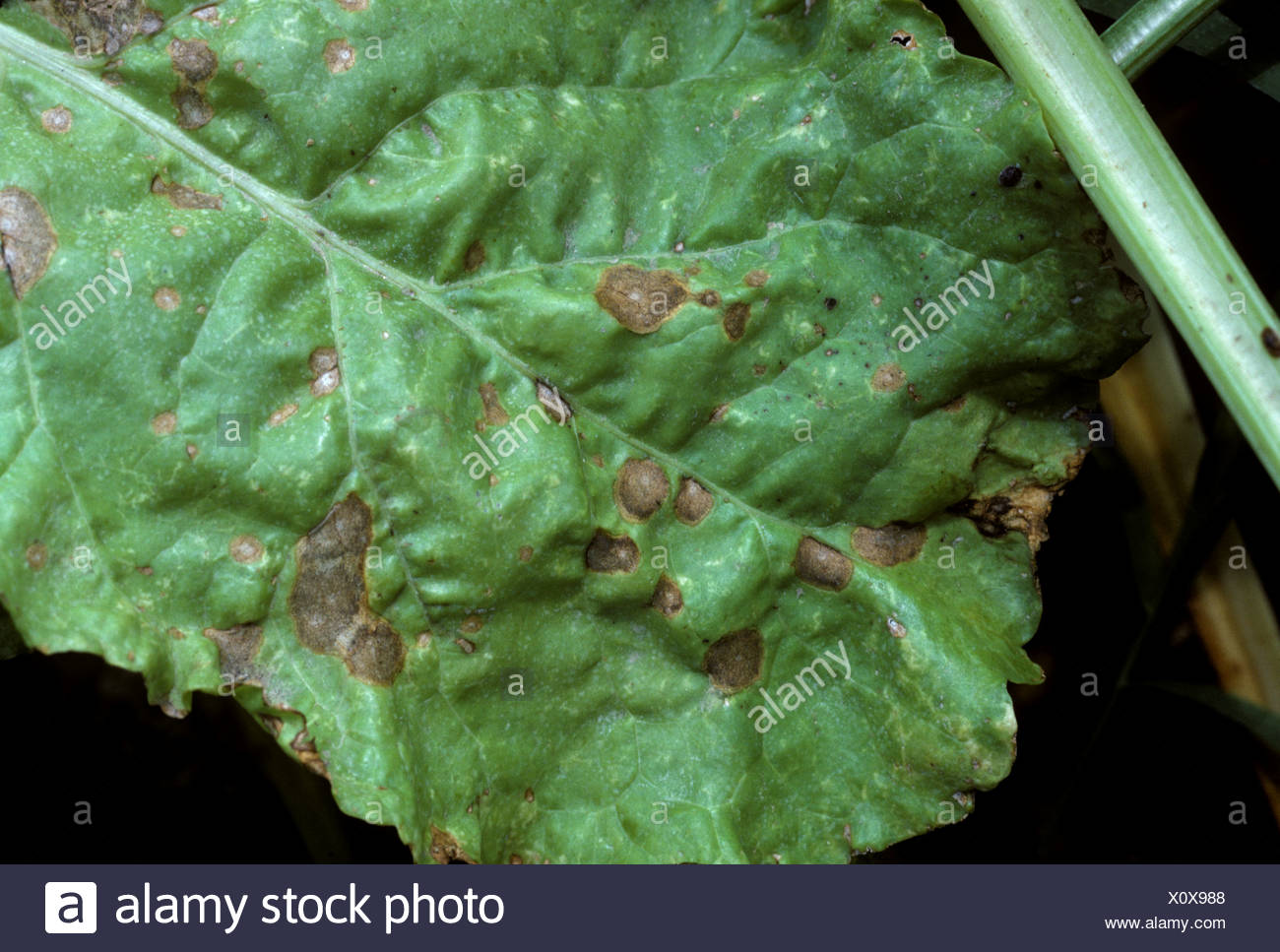 Phoma High Resolution Stock Photography and Images - Alamy