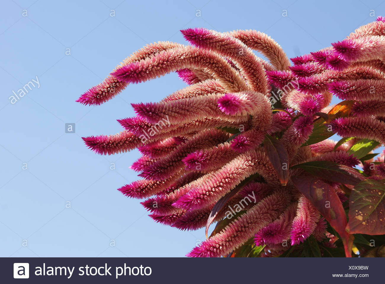 Magenta Flower Stock Photos & Magenta Flower Stock Images - Alamy
