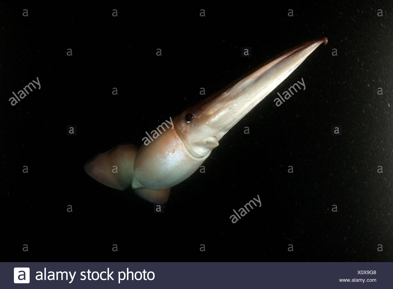 Nightfishing High Resolution Stock Photography and Images - Alamy