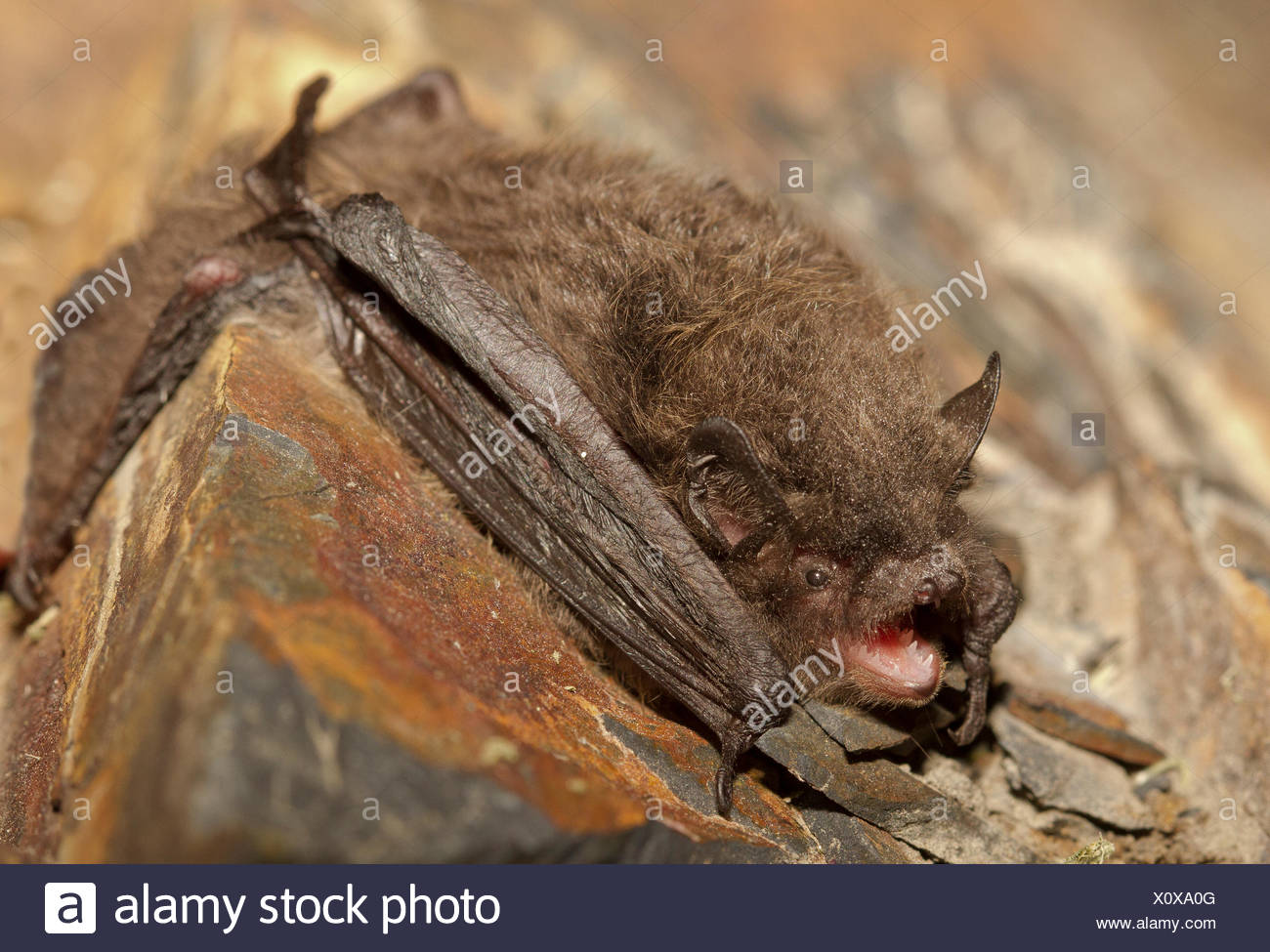 Long Legged Bat High Resolution Stock Photography and Images - Alamy