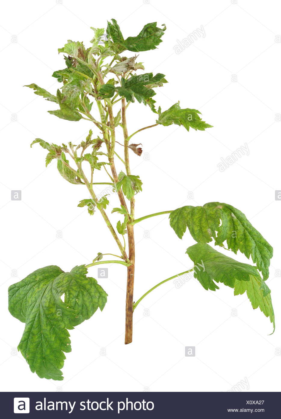 Grey Mould Plant High Resolution Stock Photography and Images - Alamy