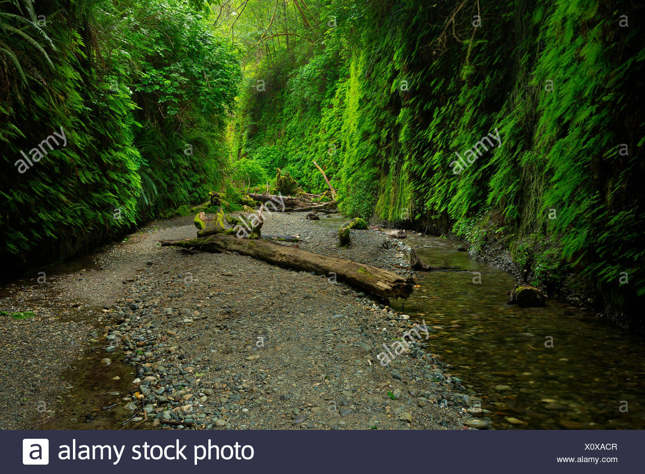 Fern Gully High Resolution Stock Photography and Images - Alamy
