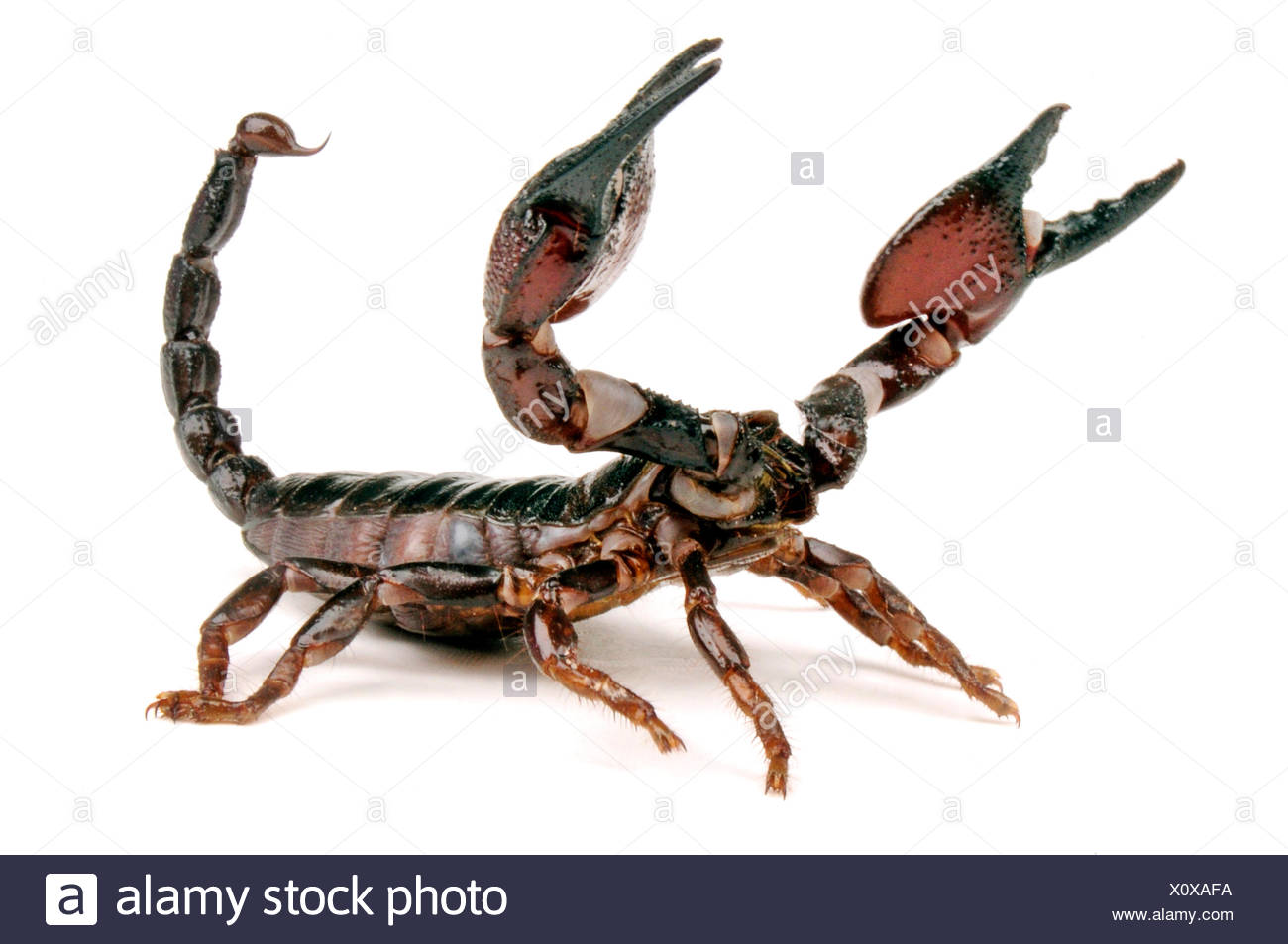 Tanzanian Red Clawed Scorpion High Resolution Stock Photography and ...