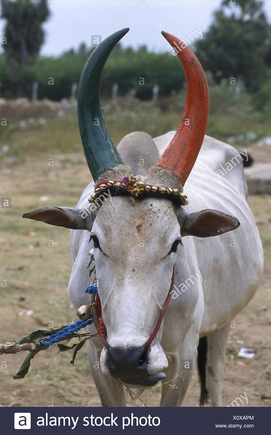 Holy Animal Stock Photos & Holy Animal Stock Images - Alamy