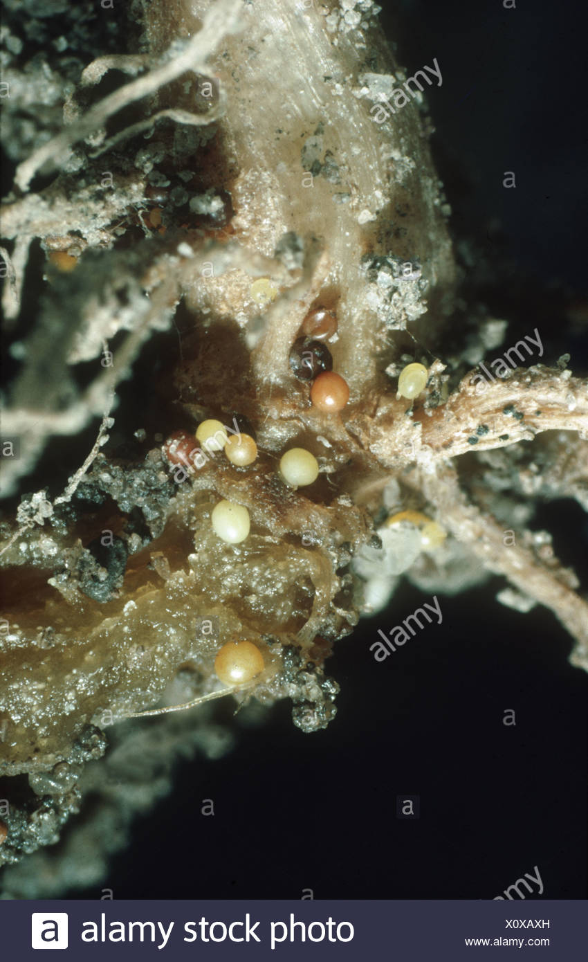 Eelworm Damage High Resolution Stock Photography and Images - Alamy