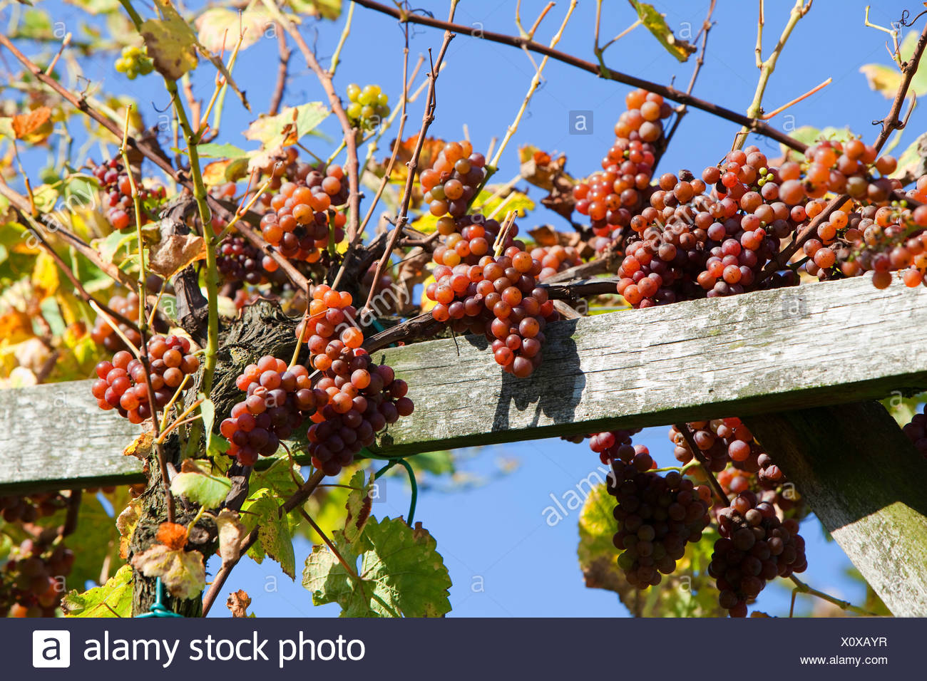 Wine Grapes Vitis Vinifera High Resolution Stock Photography and Images - Alamy