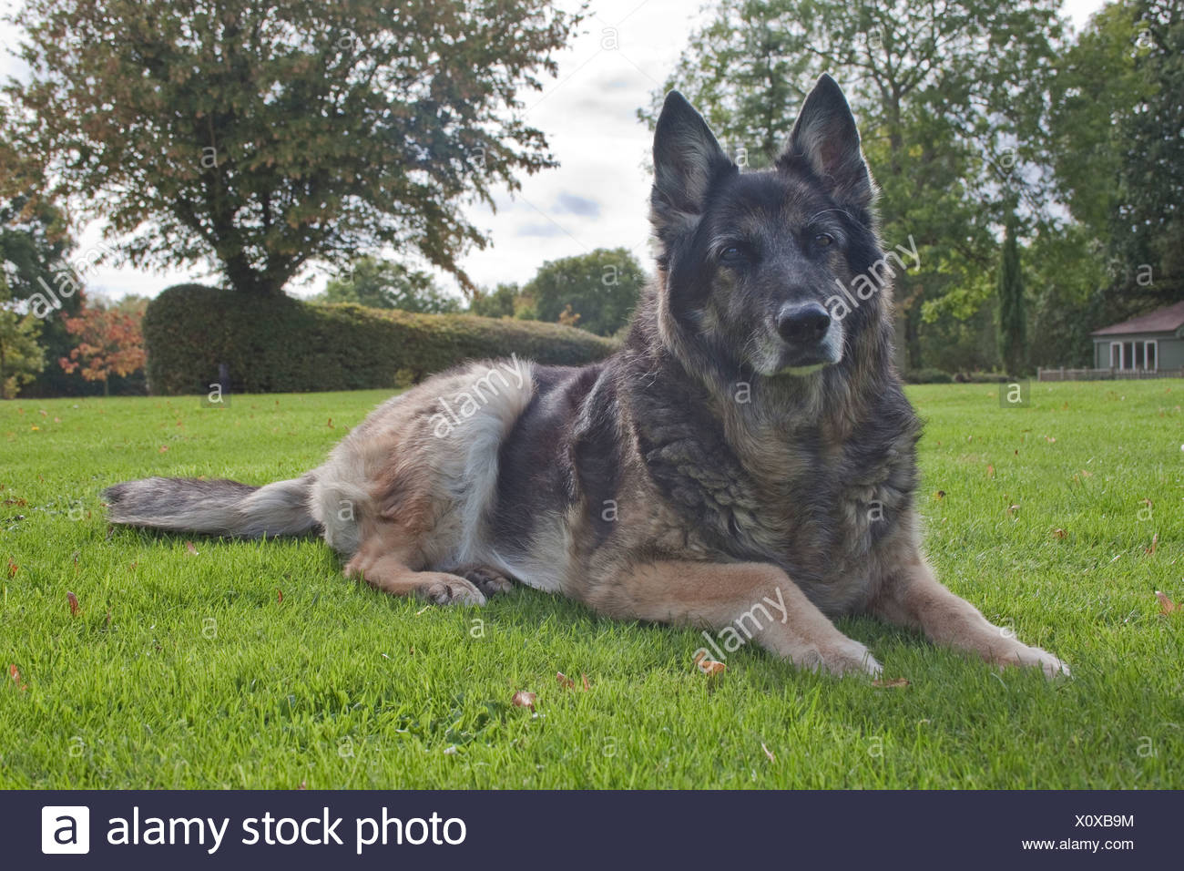 German Shepherd Cross High Resolution Stock Photography and Images - Alamy