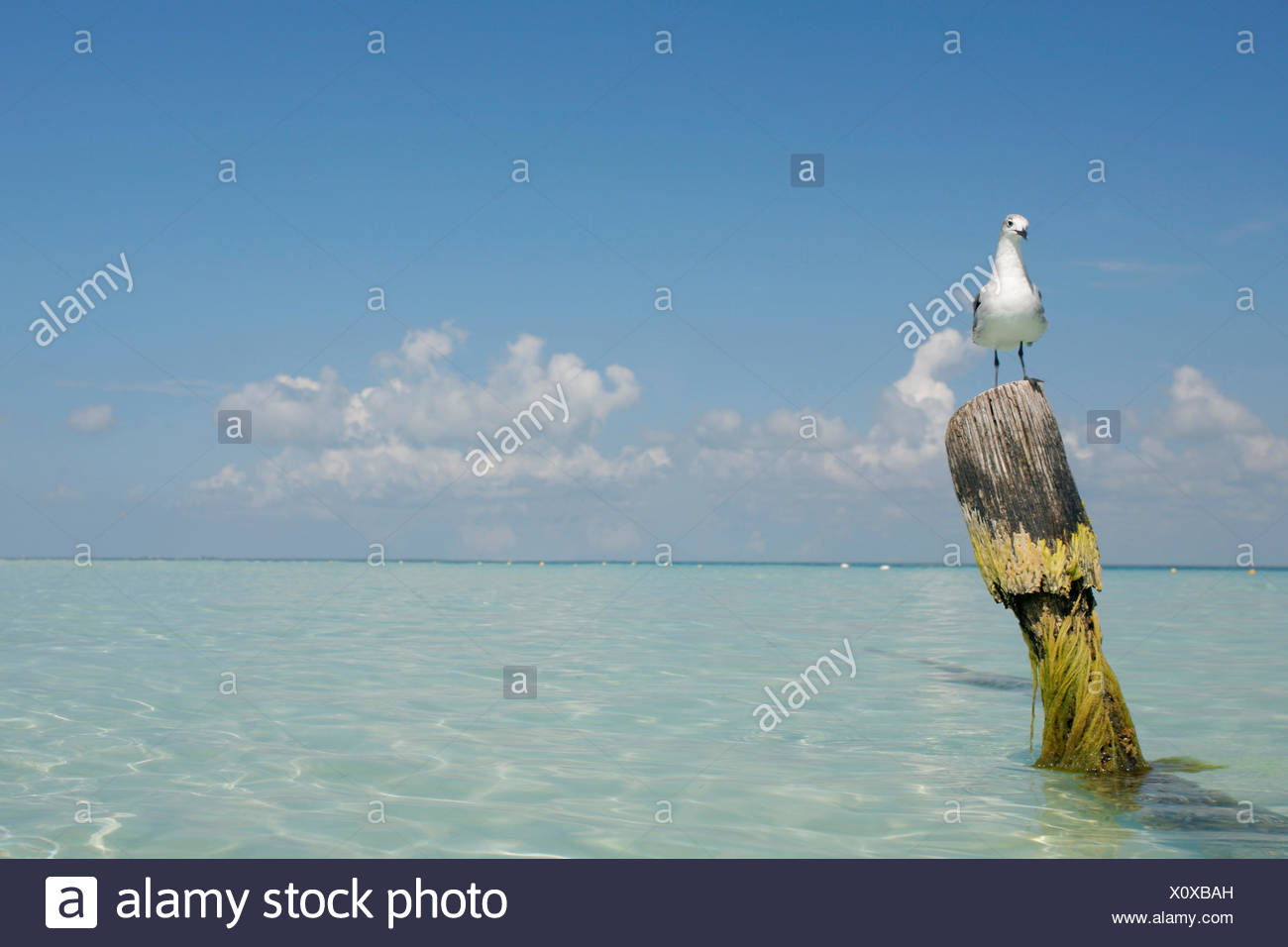 Caribbean Seabird High Resolution Stock Photography and Images - Alamy