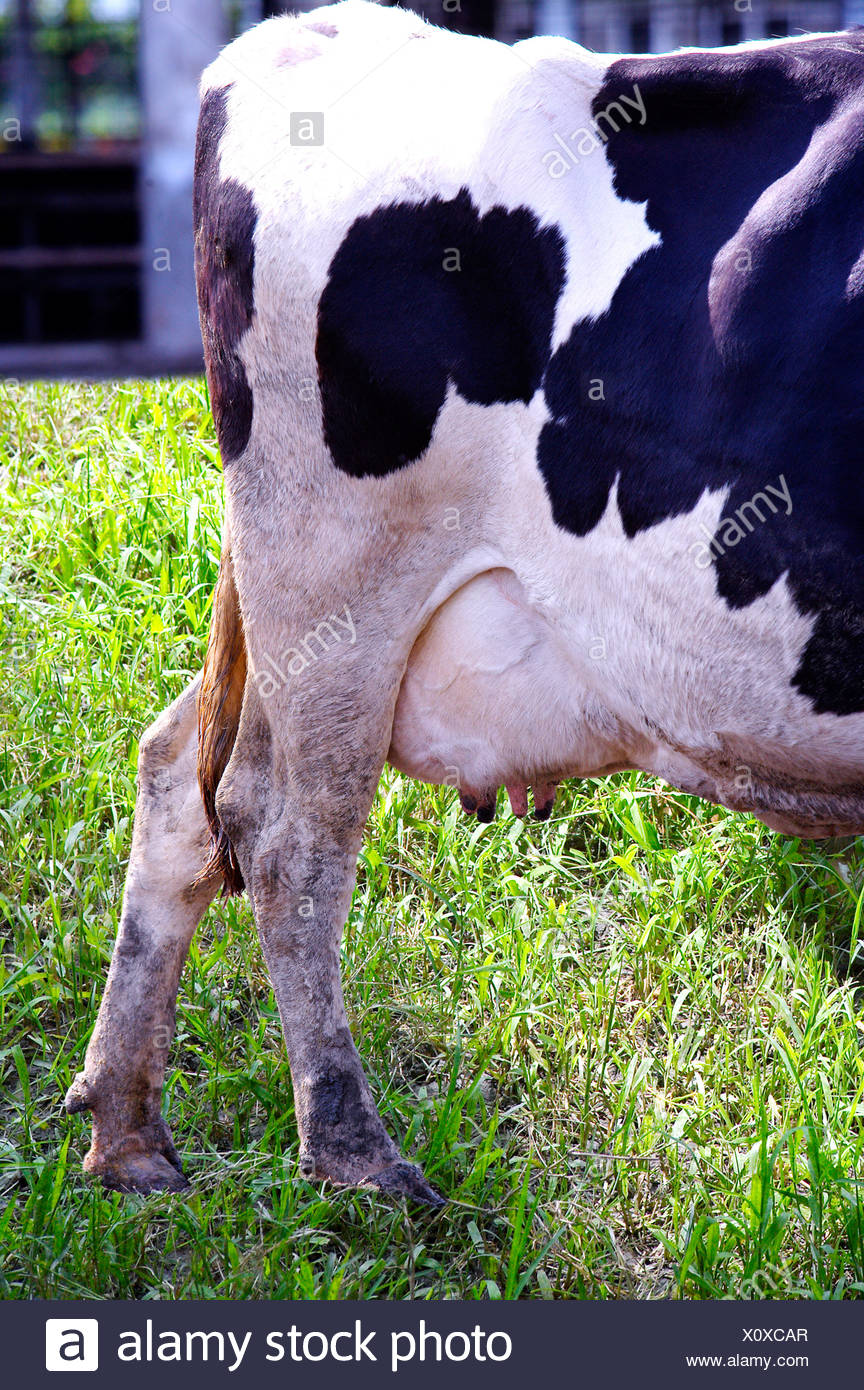 Cow Rear End Stock Photos & Cow Rear End Stock Images - Alamy