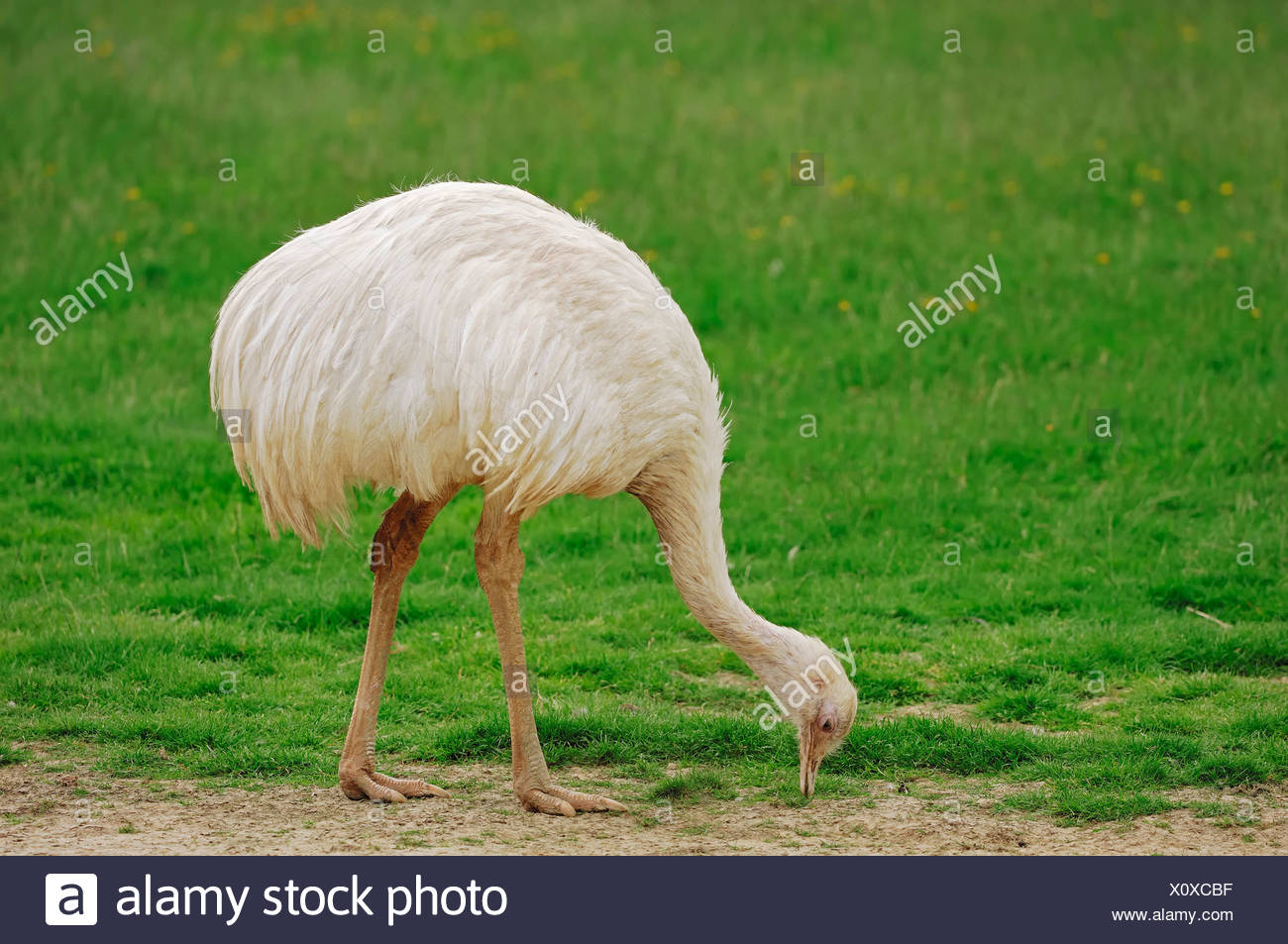 White Rhea High Resolution Stock Photography and Images - Alamy