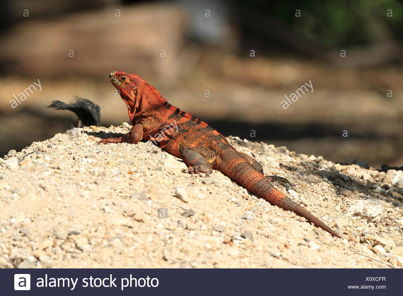 Garrobo High Resolution Stock Photography and Images - Alamy