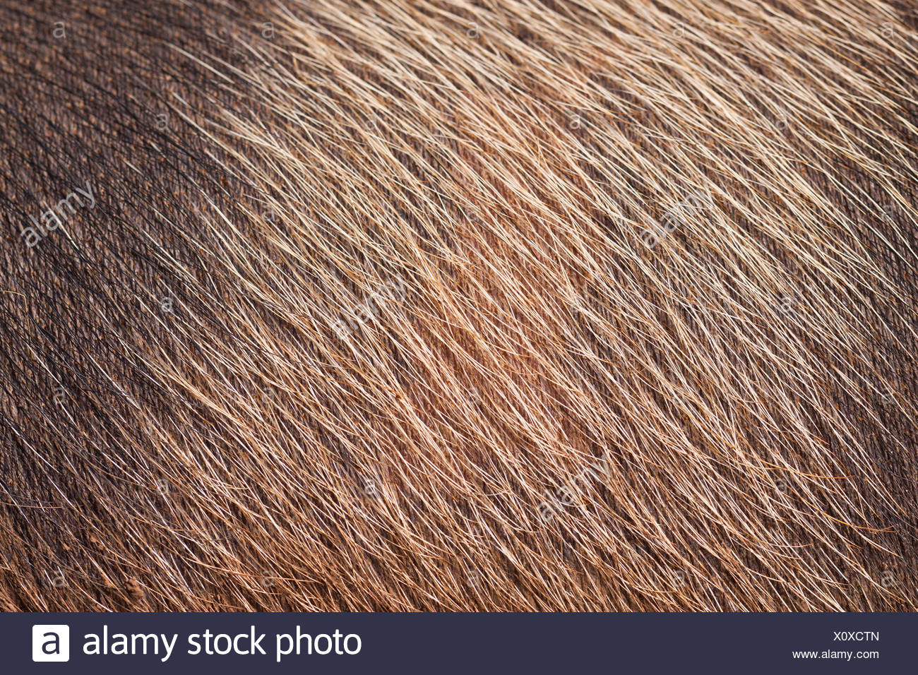 Pig Skin Close Up High Resolution Stock Photography and Images - Alamy