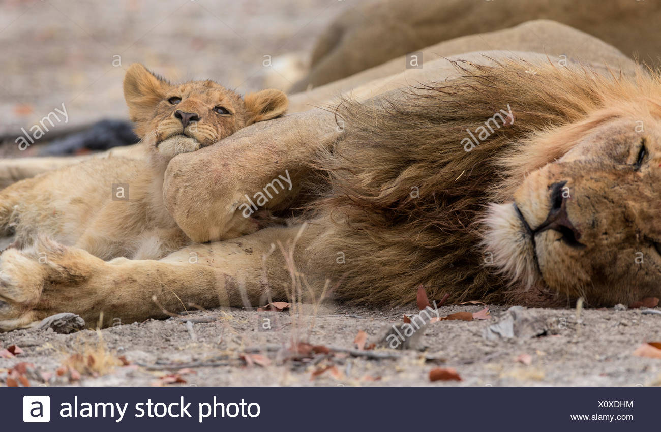 Father Son Lion Male Lion High Resolution Stock Photography and Images ...