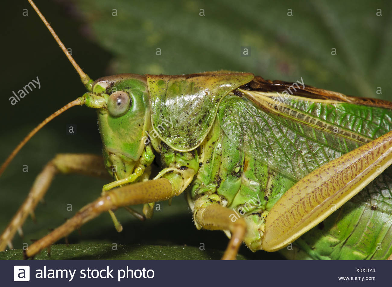 Great Green Bush Cricket Uk High Resolution Stock Photography and ...