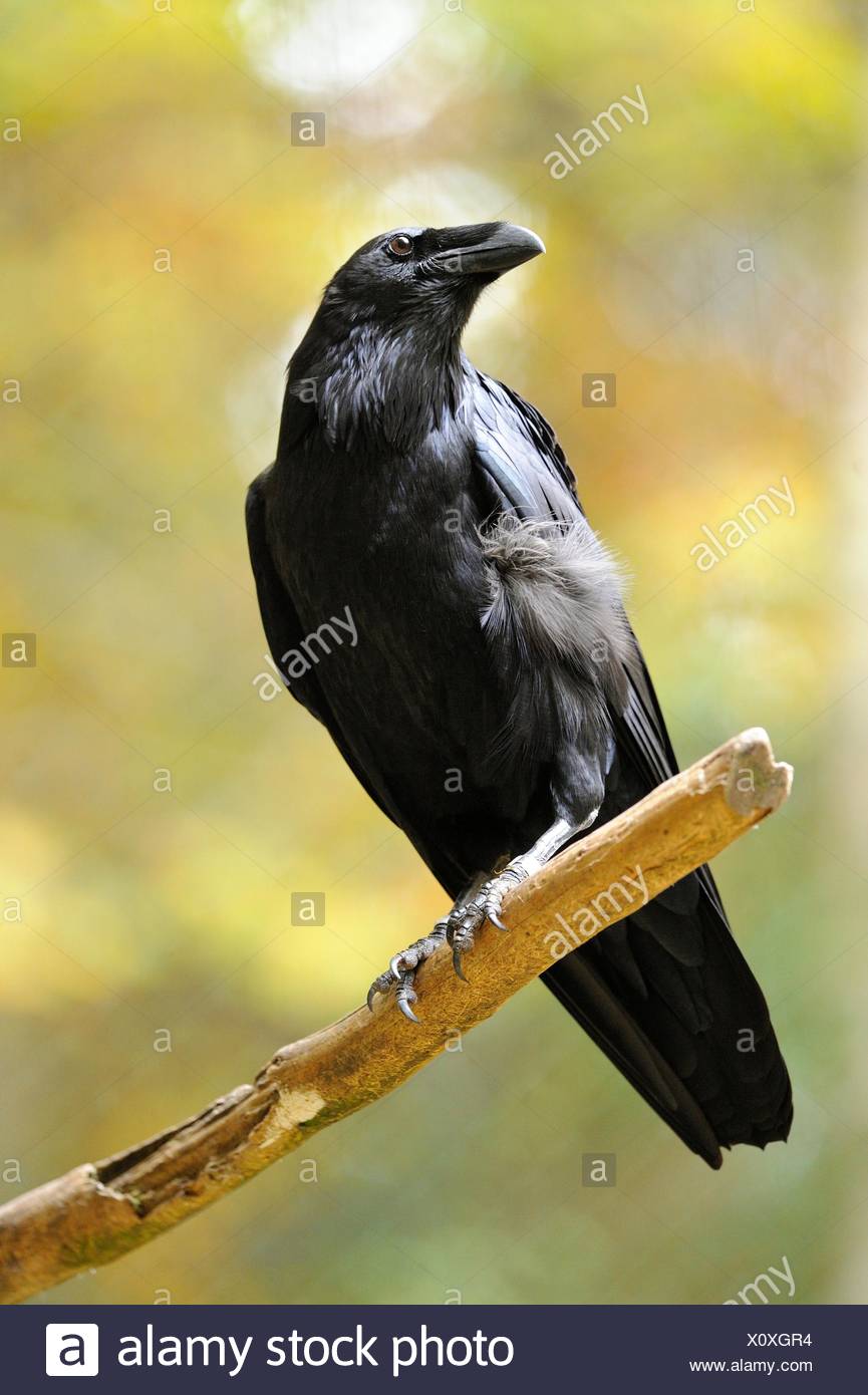Raven On Branch High Resolution Stock Photography and Images - Alamy