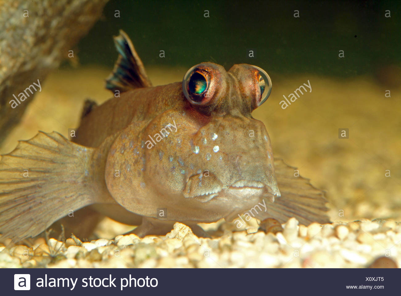 Mudskipper High Resolution Stock Photography and Images - Alamy