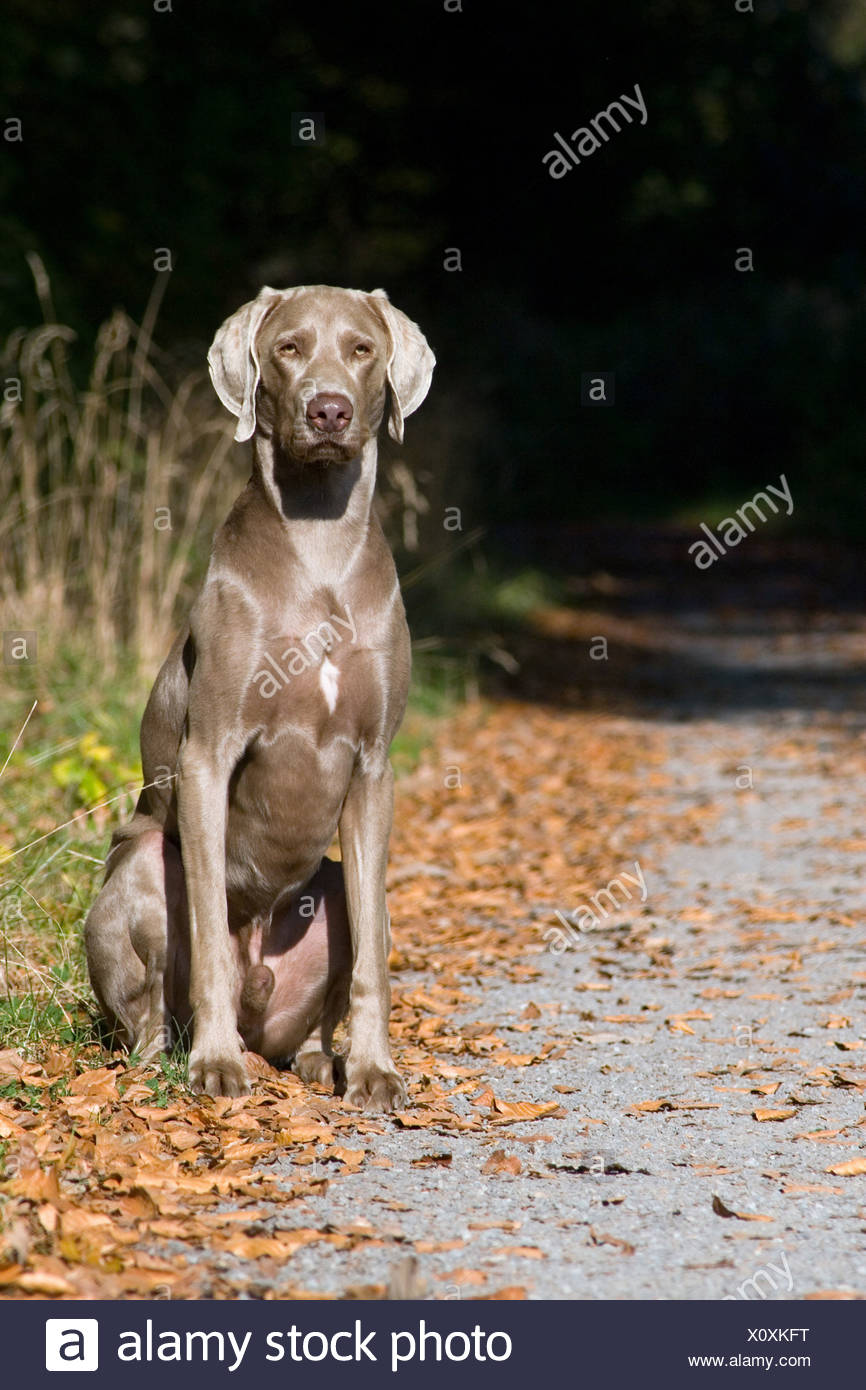 Weimaraner Sit Sits High Resolution Stock Photography and Images - Alamy