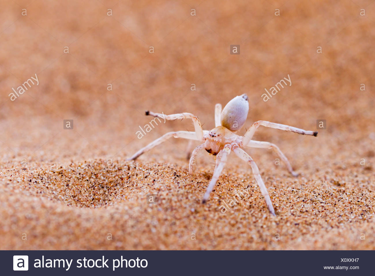Dancing Lady Spider High Resolution Stock Photography and Images - Alamy