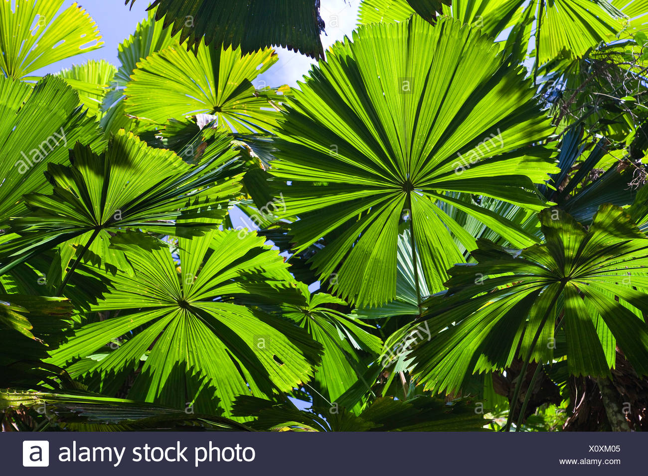 Australian Tropical Rainforest Plants High Resolution Stock Photography ...