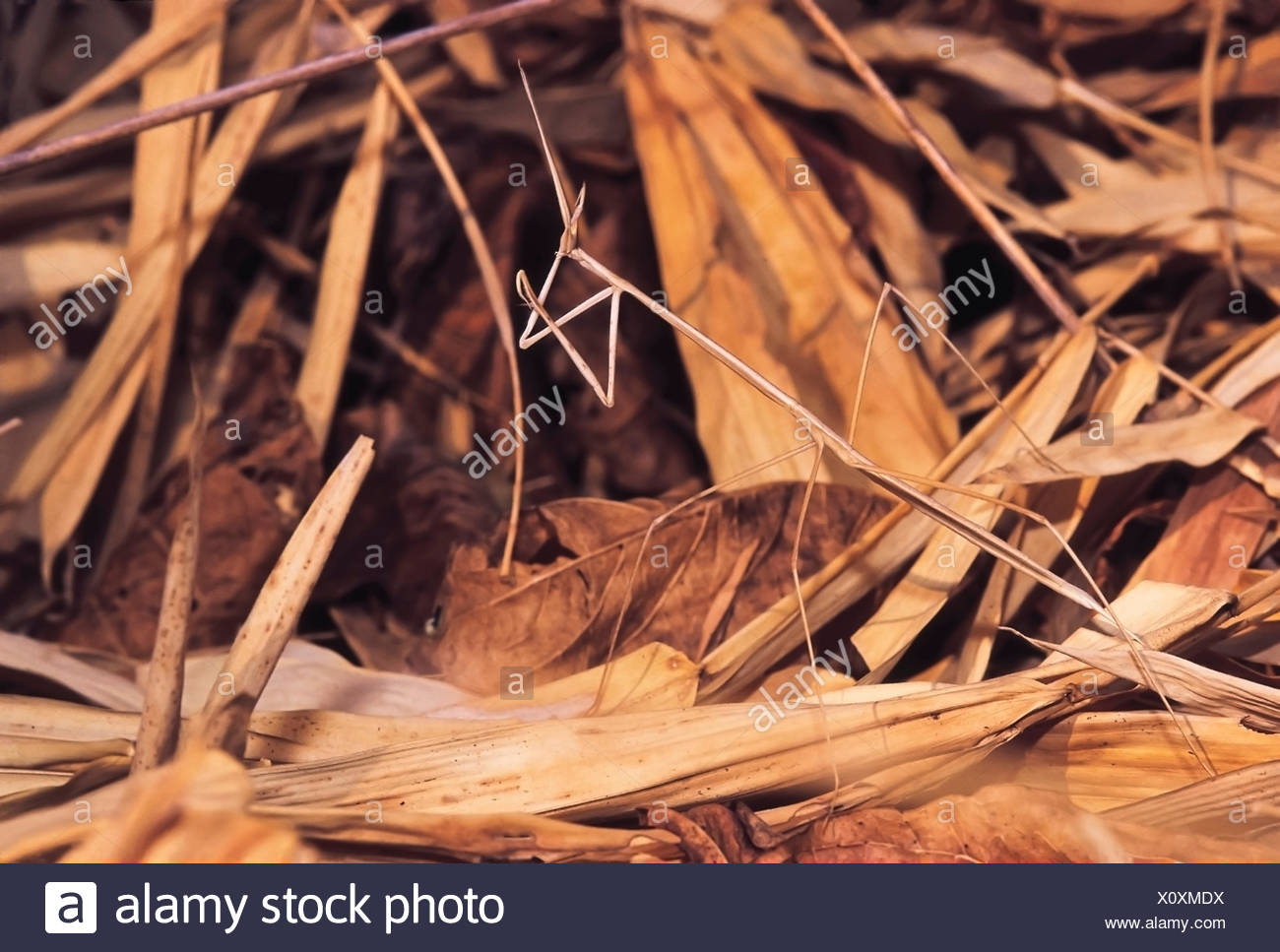 Schizocephala Bicornis High Resolution Stock Photography and Images - Alamy