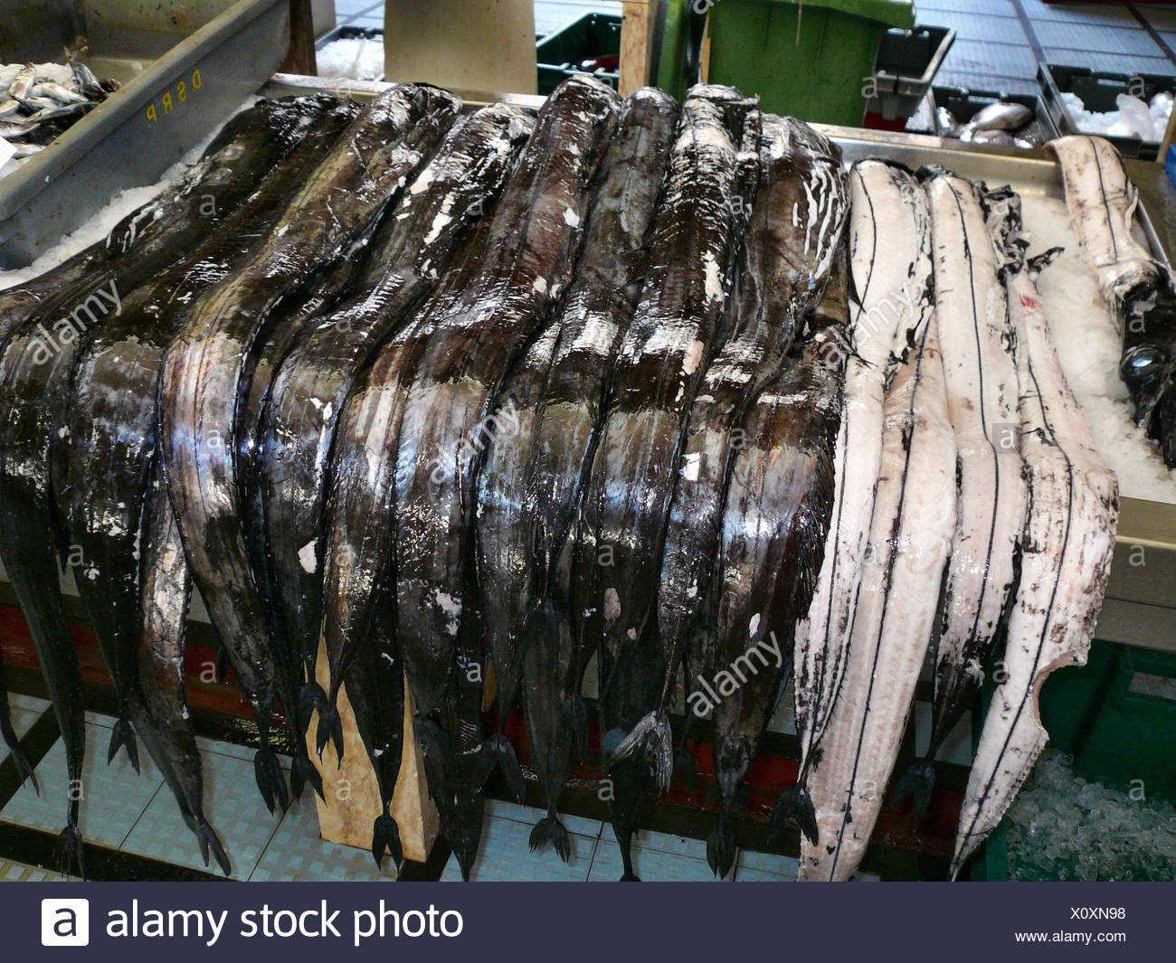 The Black Scabbardfish Stock Photos & The Black Scabbardfish Stock ...