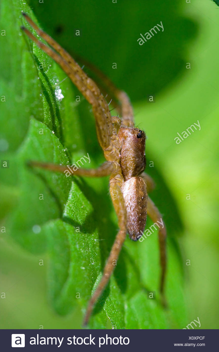 Sicariidae High Resolution Stock Photography and Images - Alamy