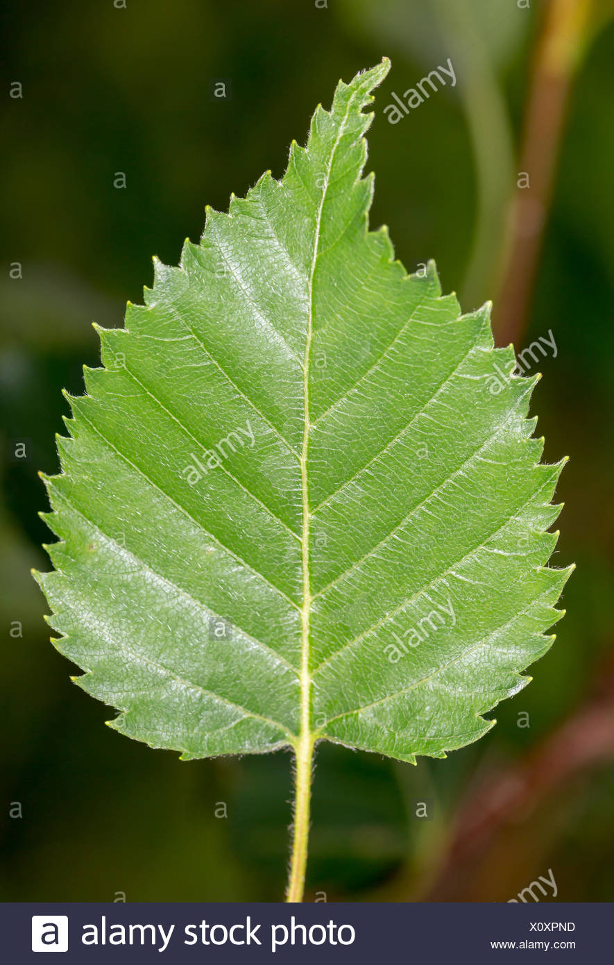 Betula Humilis High Resolution Stock Photography and Images - Alamy