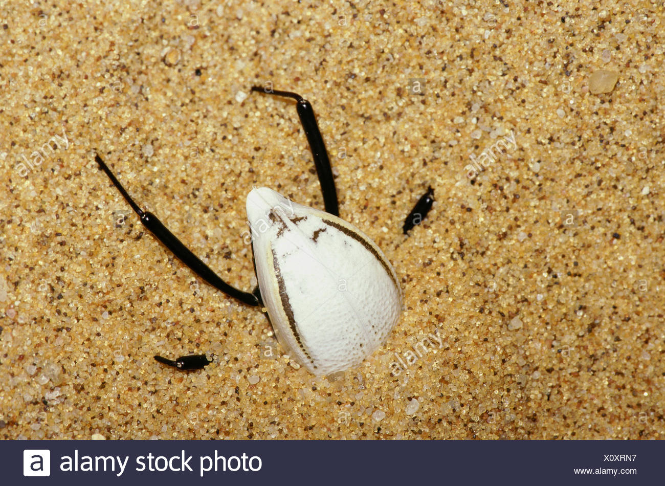 Africa Namib Desert Beetle High Resolution Stock Photography and Images ...