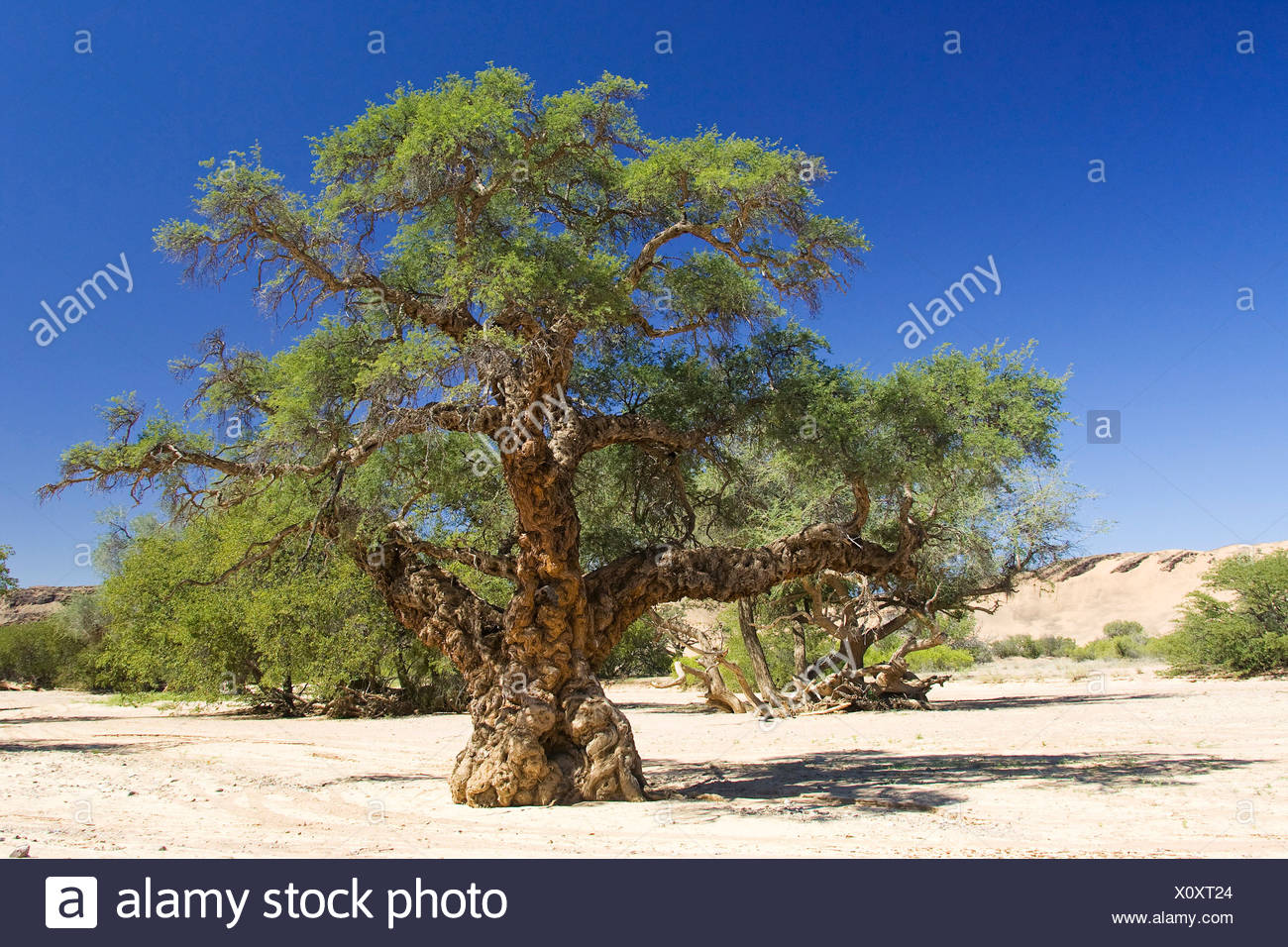 Faidherbia Albida High Resolution Stock Photography and Images - Alamy