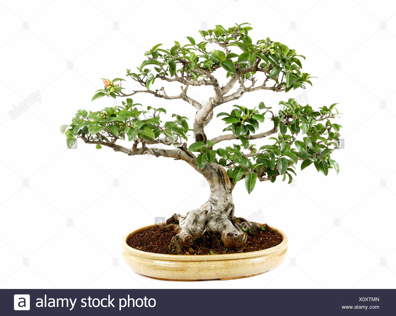 Potted Ficus Bonsai High Resolution Stock Photography and Images - Alamy