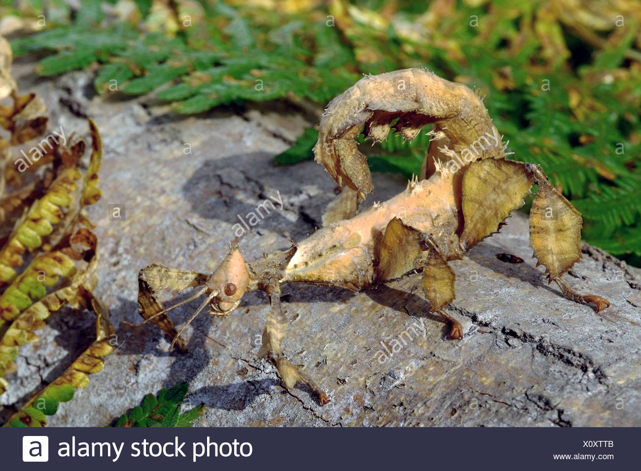 Macleays Spectre Stock Photos & Macleays Spectre Stock Images - Alamy