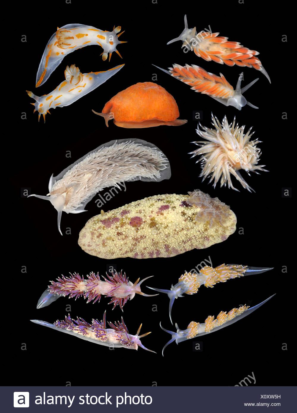British Sea Slugs High Resolution Stock Photography and Images - Alamy